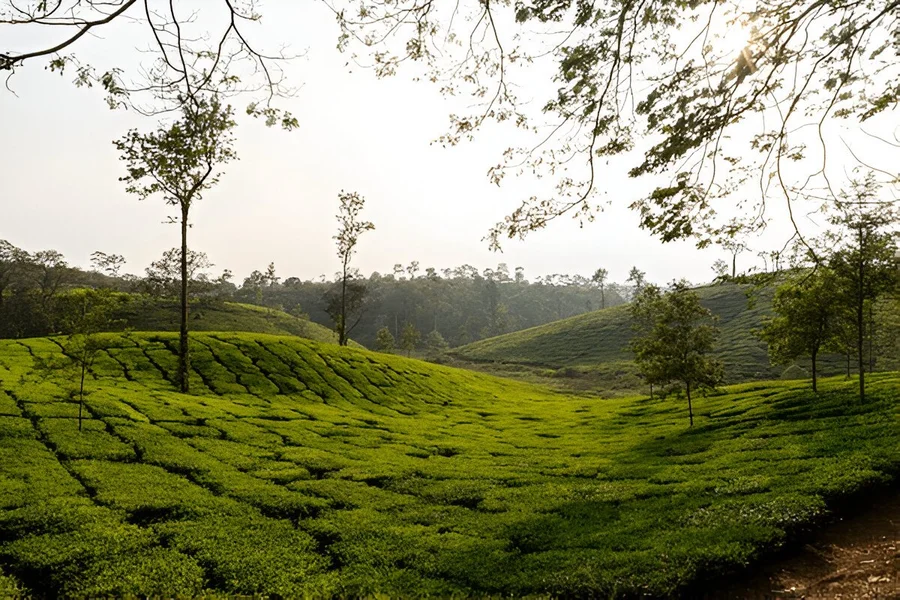 Wayanad Coffee Plantation, Kerala: Best Time to Visit & Travel Tips