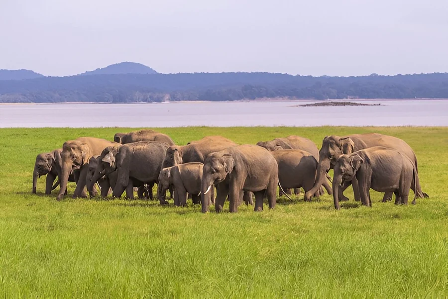 Yala National Park, Sri Lanka: Best Time to Visit & Travel Tips