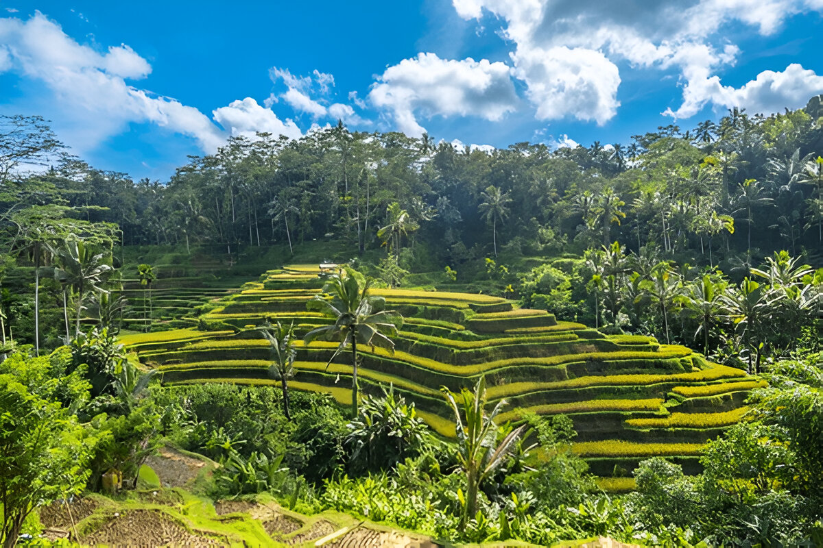 Tegallalang Rice Terraces, Bali: Best Time to Visit & Travel Tips